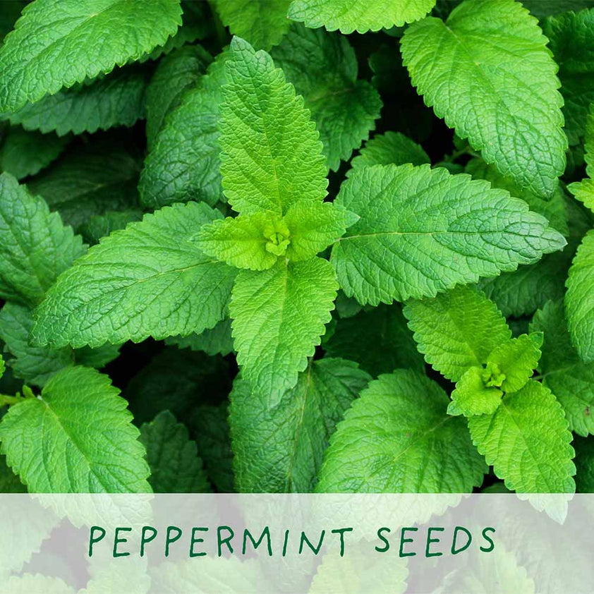 Best Mum Herbal Teas Growing Kit by The Plant Gift Co. Eco | &Keep