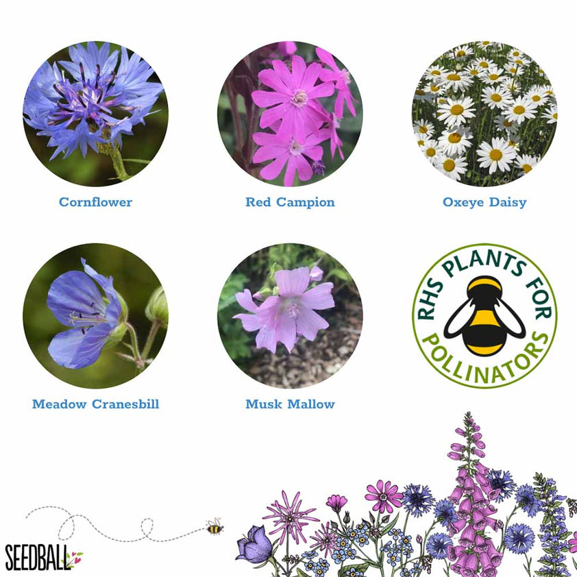 Happy Birthday Wildflower Seedball Boxes UK Native Pollinators | &Keep