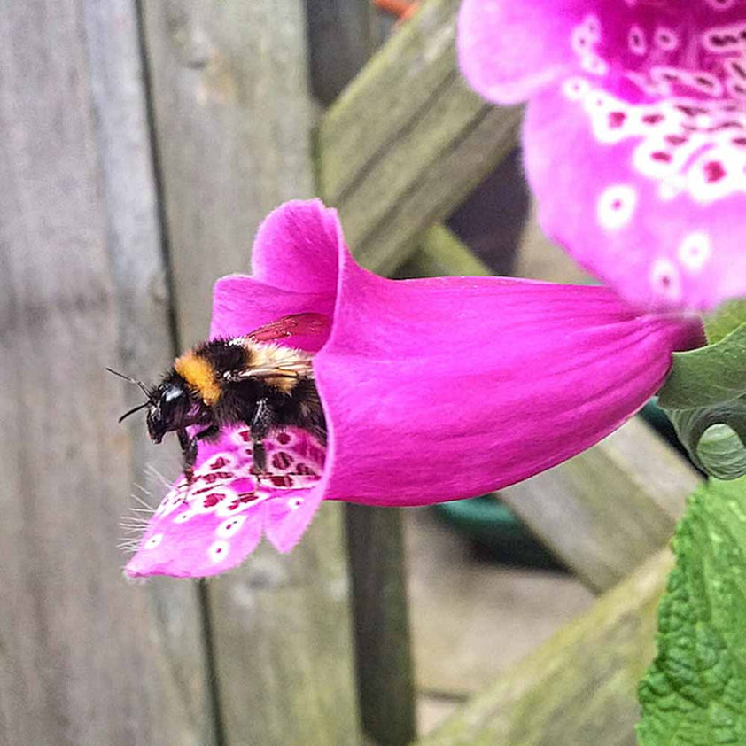 Seedball Wildflower Grab Bag Bee Mix Pollinators UK Native | &Keep